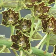 Grammatophyllum Scriptum - Toh Garden: Singapore Orchid Plant & Flower ...