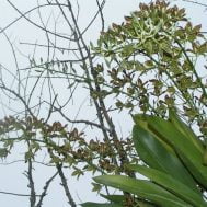 Grammatophyllum Scriptum - Toh Garden: Singapore Orchid Plant & Flower ...