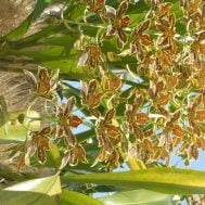 Grammatophyllum Scriptum - Toh Garden: Singapore Orchid Plant & Flower ...