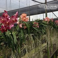 Orchids For Mother's Day 2013