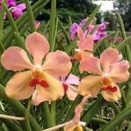 Orchids For Mother's Day 2013