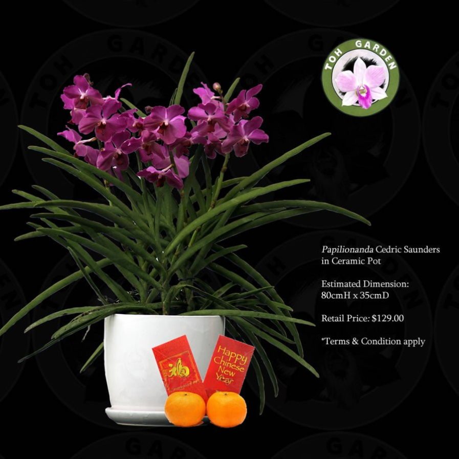 Chinese New Year 2016 - Toh Garden: Singapore Orchid Plant & Flower Grower
