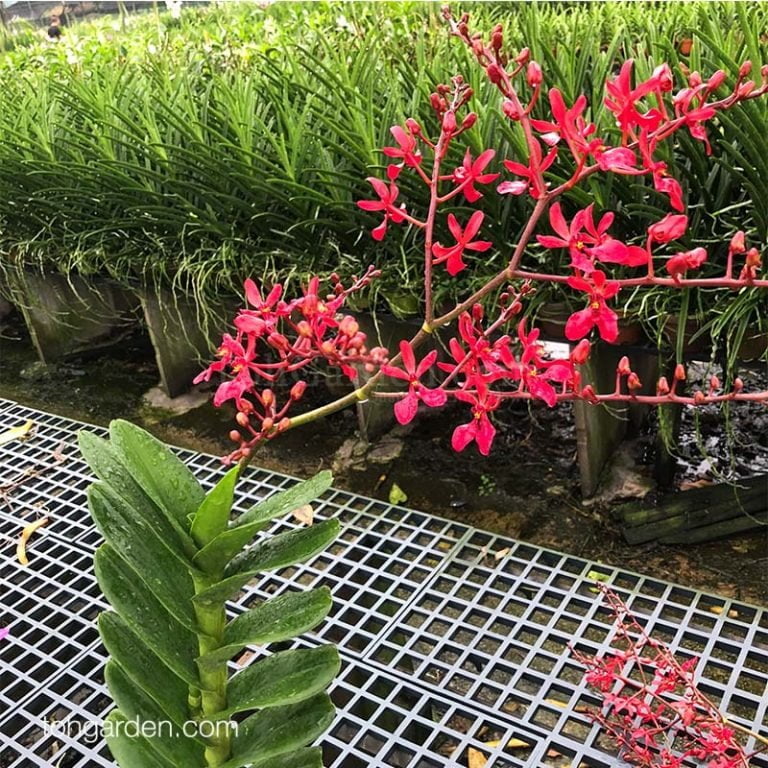 Renanthera Kalsom - Toh Garden : Singapore Orchid Plant & Flower Grower