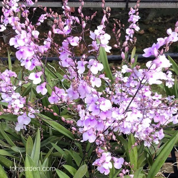 Ionopsis utricularioides (Double stalks) - Toh Garden : Singapore ...