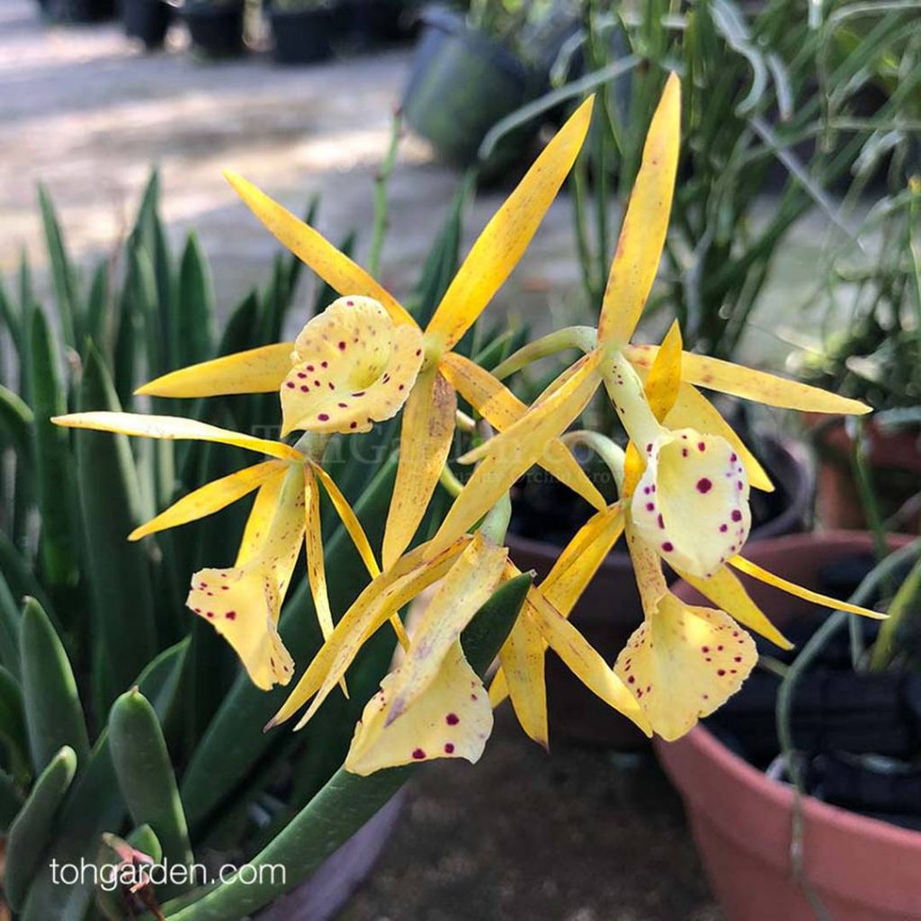 Brassocattleya Archives - Toh Garden
