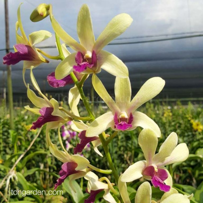 Dendrobium Woon Leng (1989) - Toh Garden : Singapore Orchid Plant ...