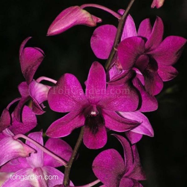 Dendrobium Tay Swee Keng - Toh Garden : Singapore Orchid Plant & Flower ...