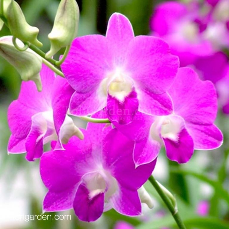 Dendrobium Yaya Victoria (2004) | Toh Garden : Singapore Orchid Plant ...