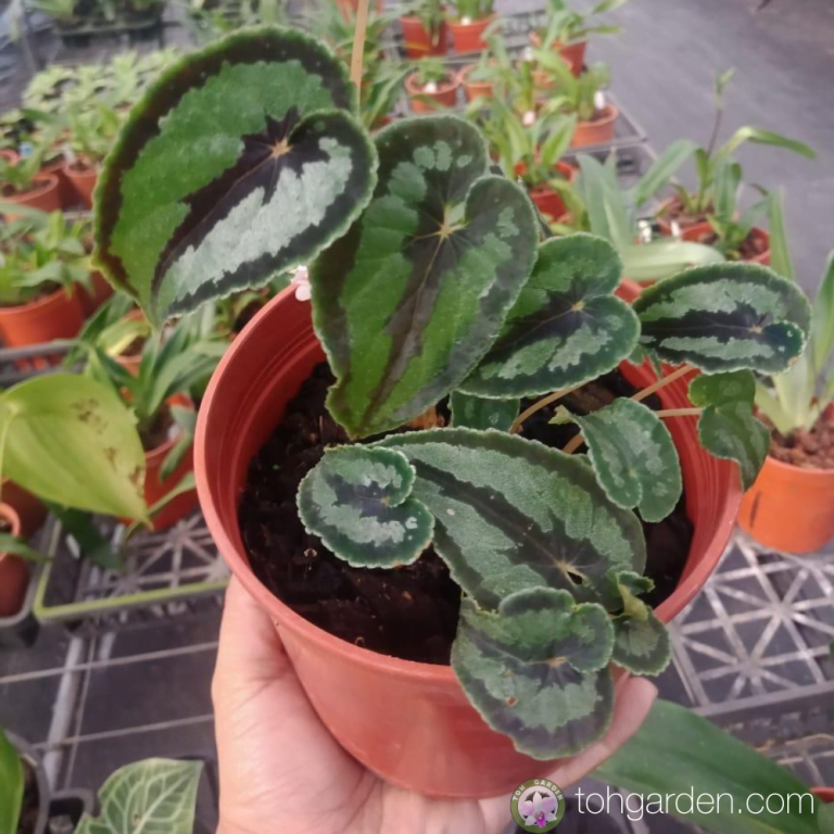 Begonia Variegata | Toh Garden : Singapore Orchid Plant & Flower Grower