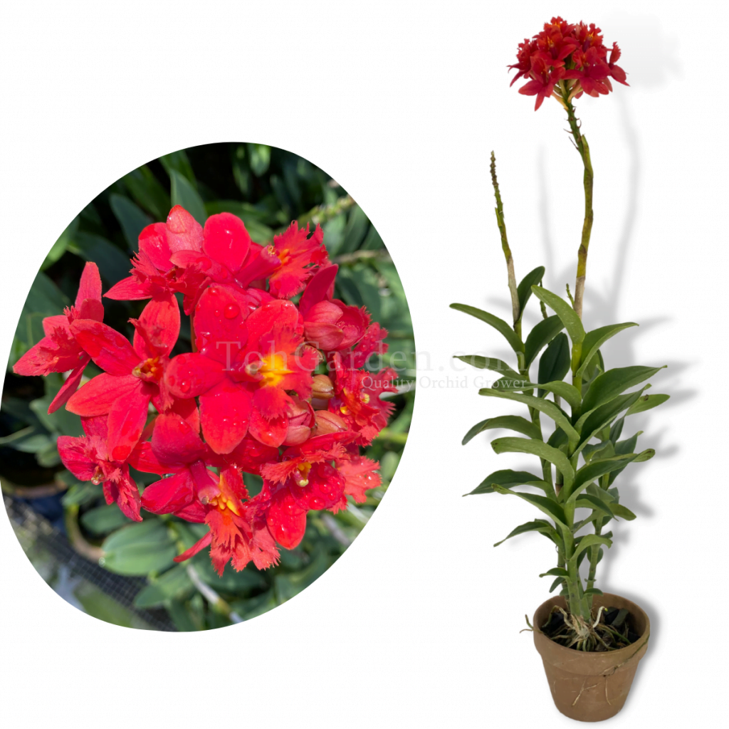 Aranda Bandarayaku (2013) - Toh Garden : Singapore Orchid Plant ...