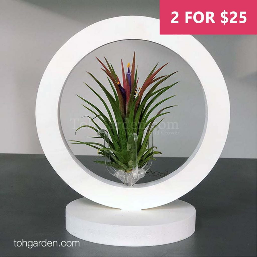 Portal Toh Garden Singapore Orchid Plant And Flower Grower