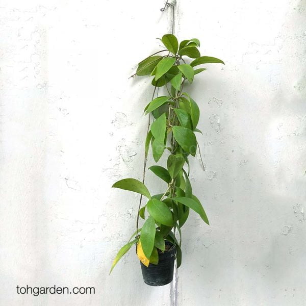 Hoya mindorensis - Toh Garden : Singapore Orchid Plant & Flower Grower