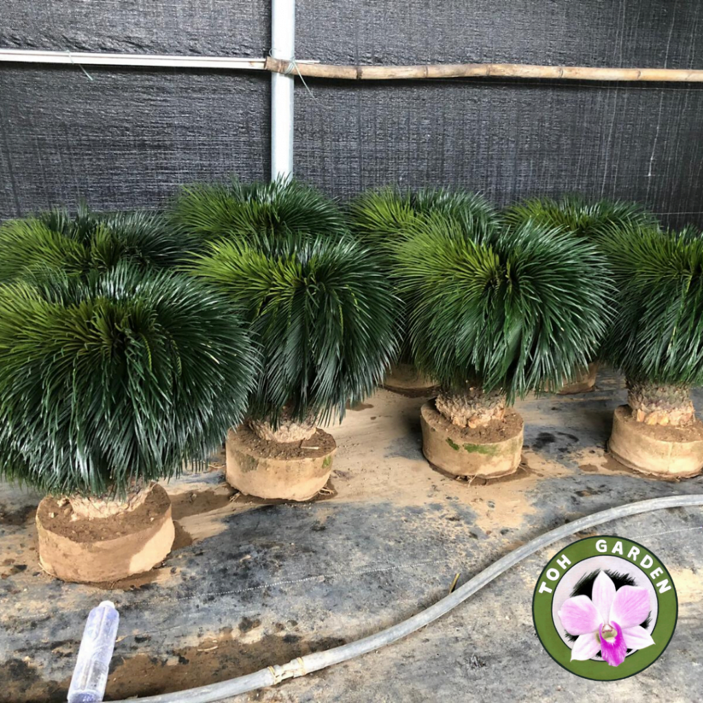 Cycads Round Bonsai (0.60m) - Toh Garden : Singapore Orchid Plant ...