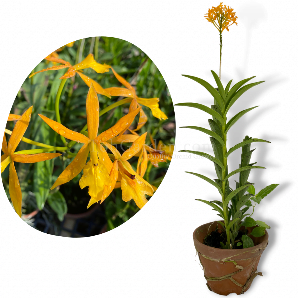 Epidendrum Rung Aroon - Toh Garden : Singapore Orchid Plant & Flower Grower