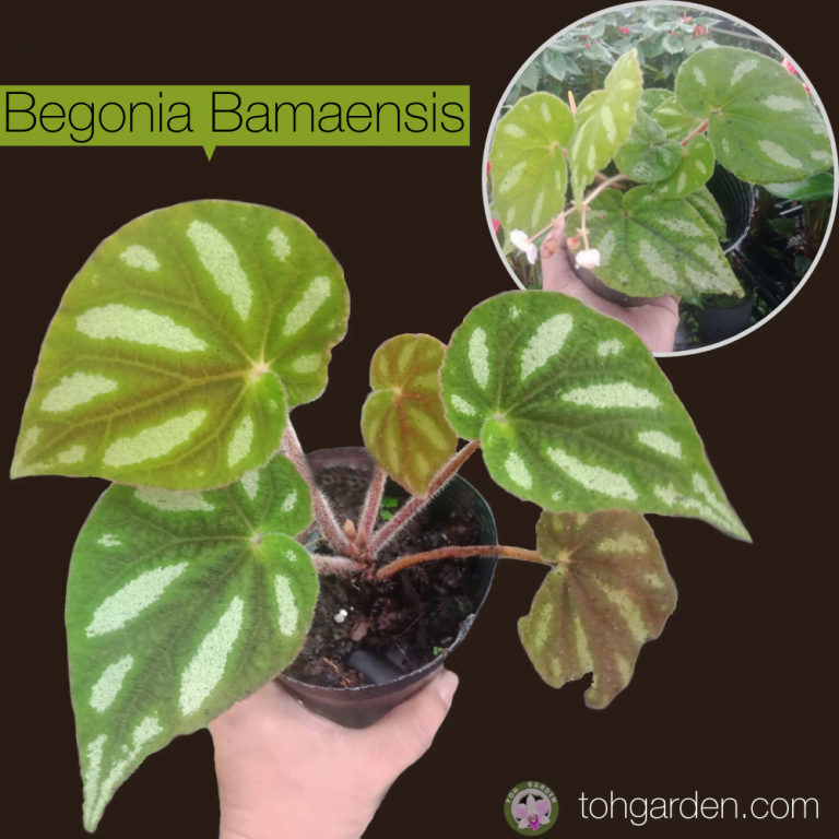 Begonia Variegata | Toh Garden : Singapore Orchid Plant & Flower Grower