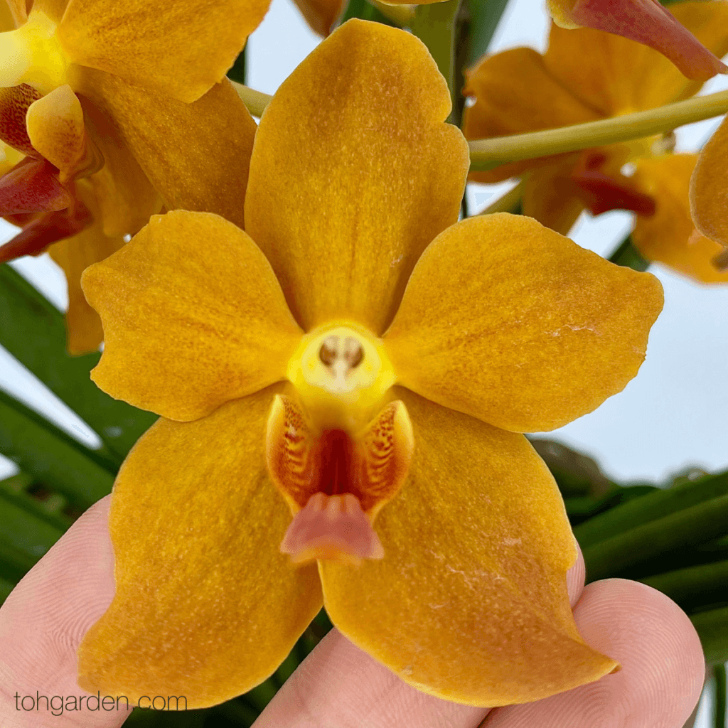 Paravanda Yeo Pan Kee - Toh Garden : Singapore Orchid Plant & Flower Grower