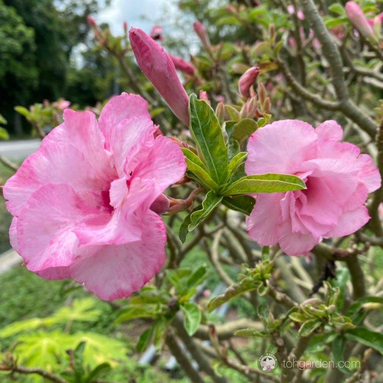 Adenium (Large Bonsai) - Toh Garden : Singapore Orchid Plant & Flower ...