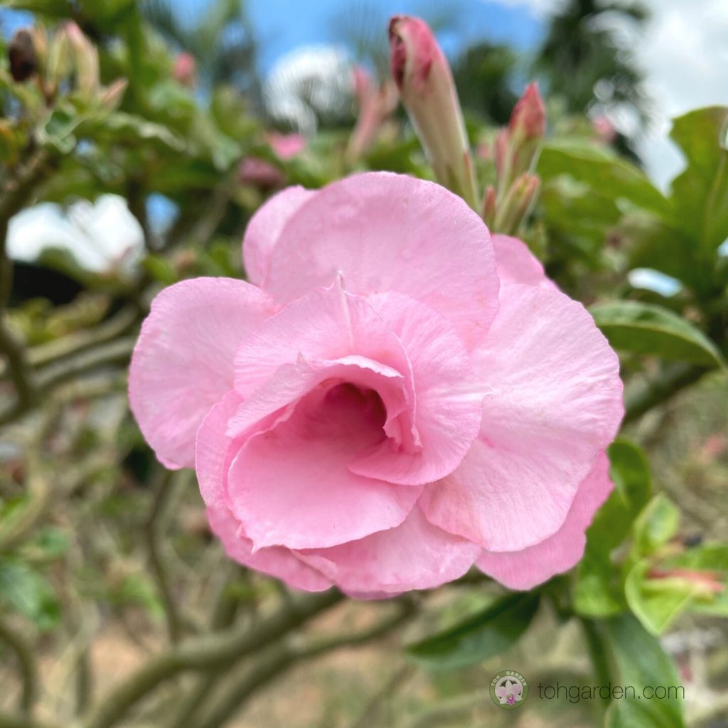 Adenium (Large Bonsai) - Toh Garden : Singapore Orchid Plant & Flower ...