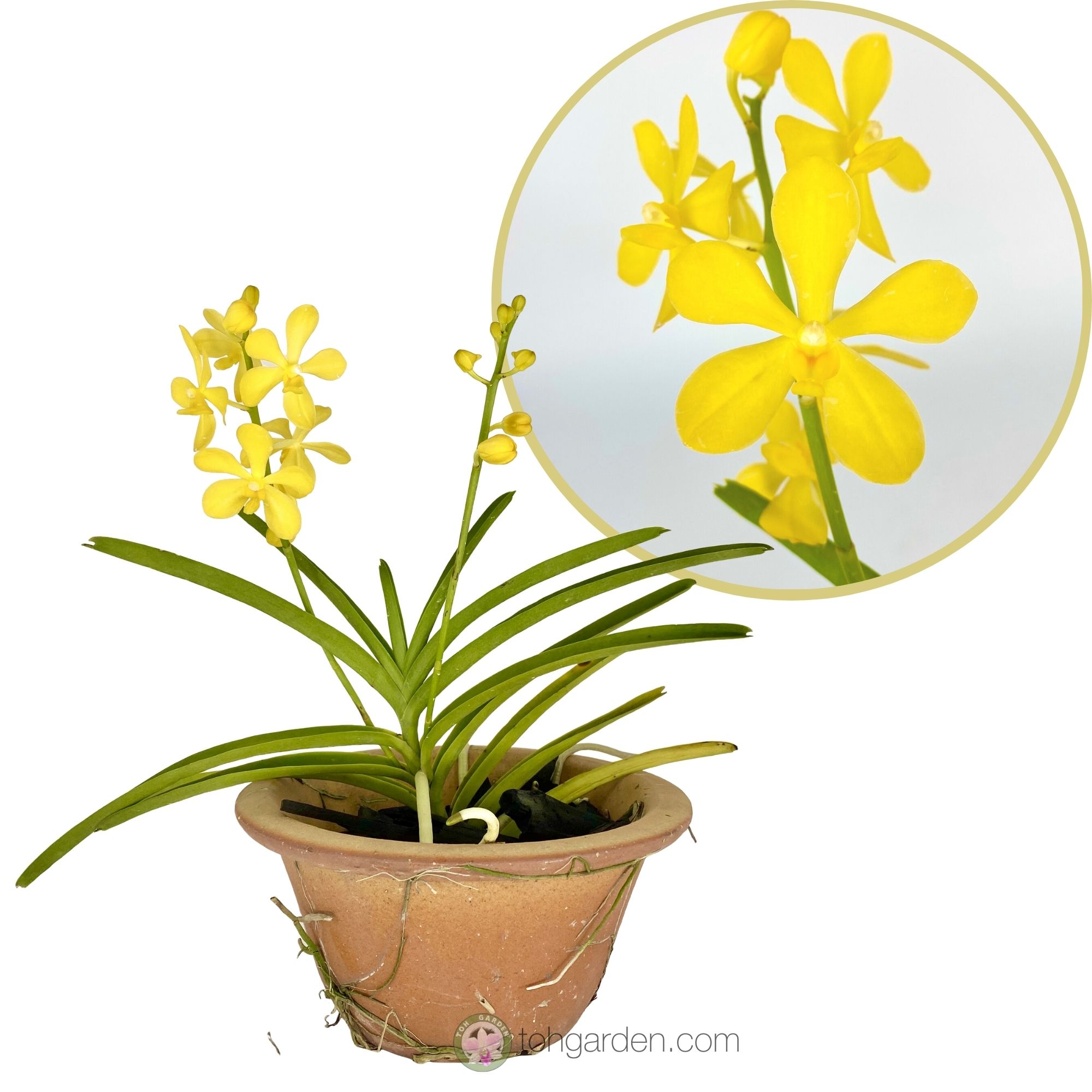 Aranda Singa Gold (2000) | Toh Garden : Singapore Orchid Plant & Flower ...