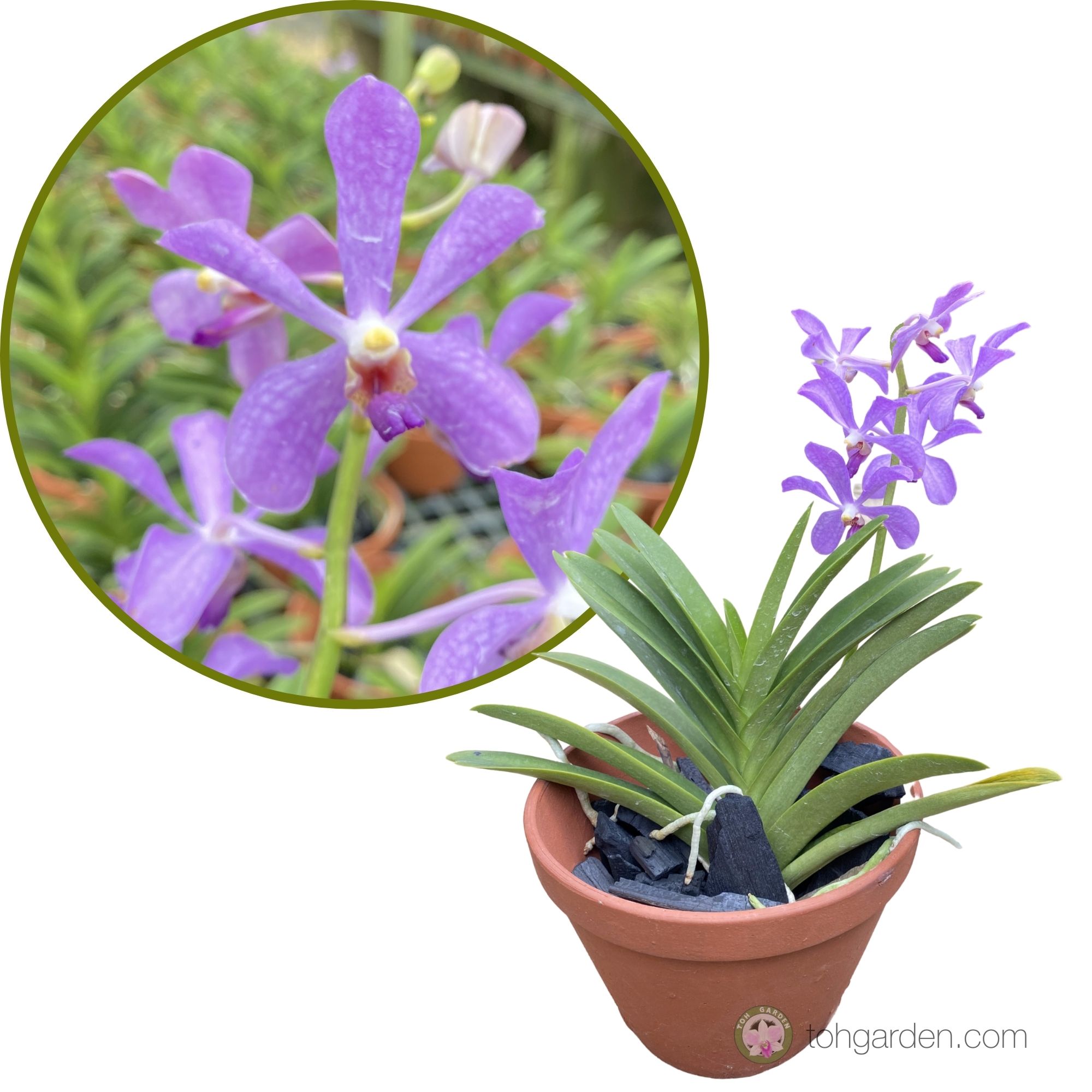 Aranda Singa Gold (2000) | Toh Garden : Singapore Orchid Plant & Flower ...