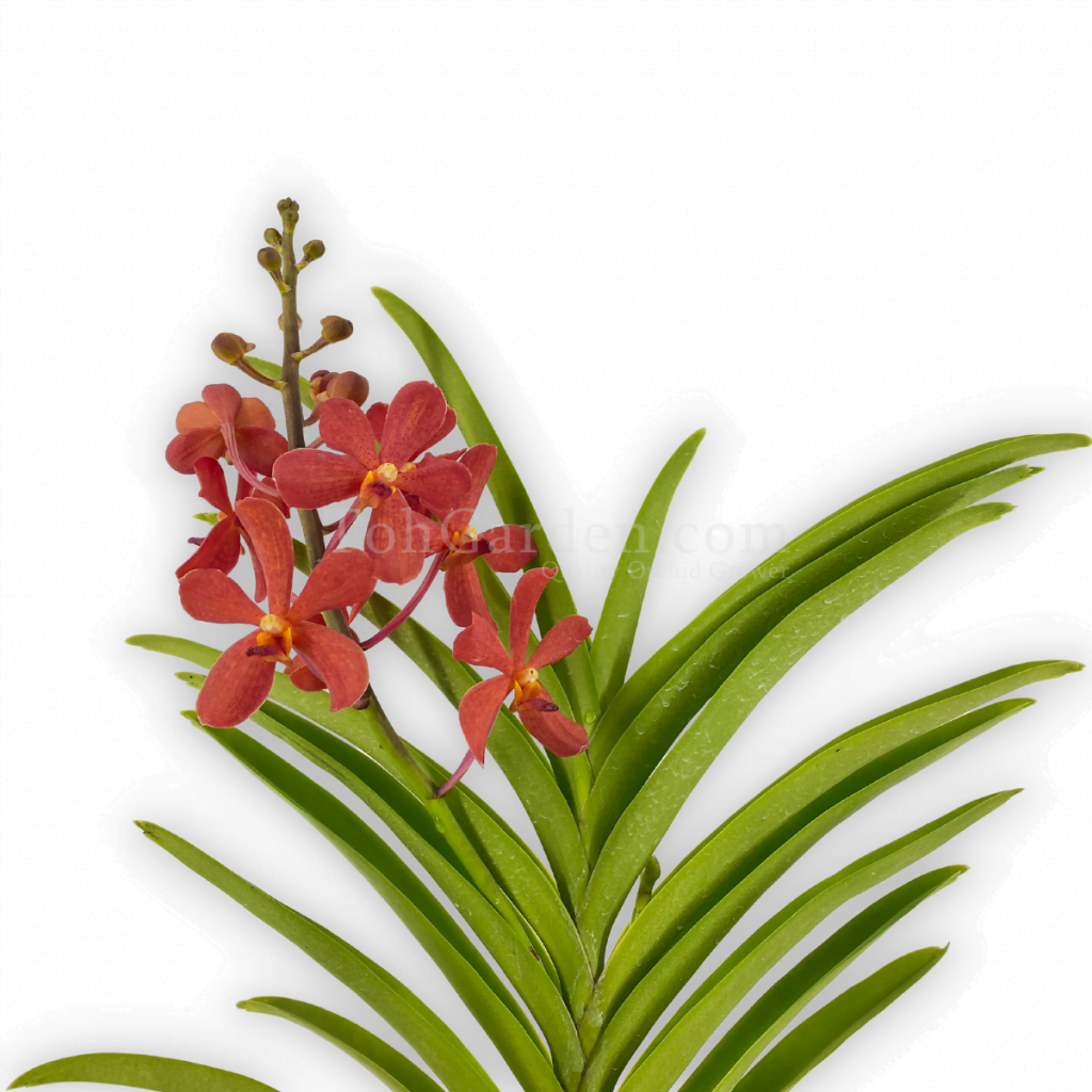 Aranda Sumalee (1982) - Toh Garden : Singapore Orchid Plant & Flower Grower