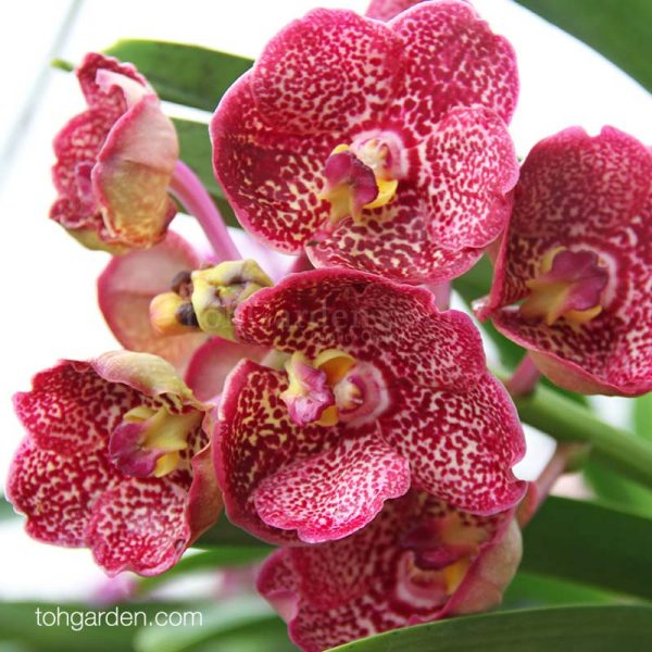 Hanging Ascda. Kulvadee Fragrant x Vanda Suksamran Spot (Seasonal ...