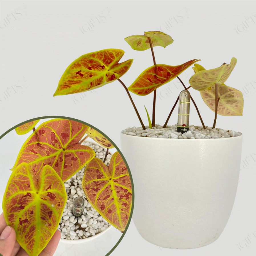 Caladium Fire Chief - Toh Garden : Singapore Orchid Plant & Flower Grower