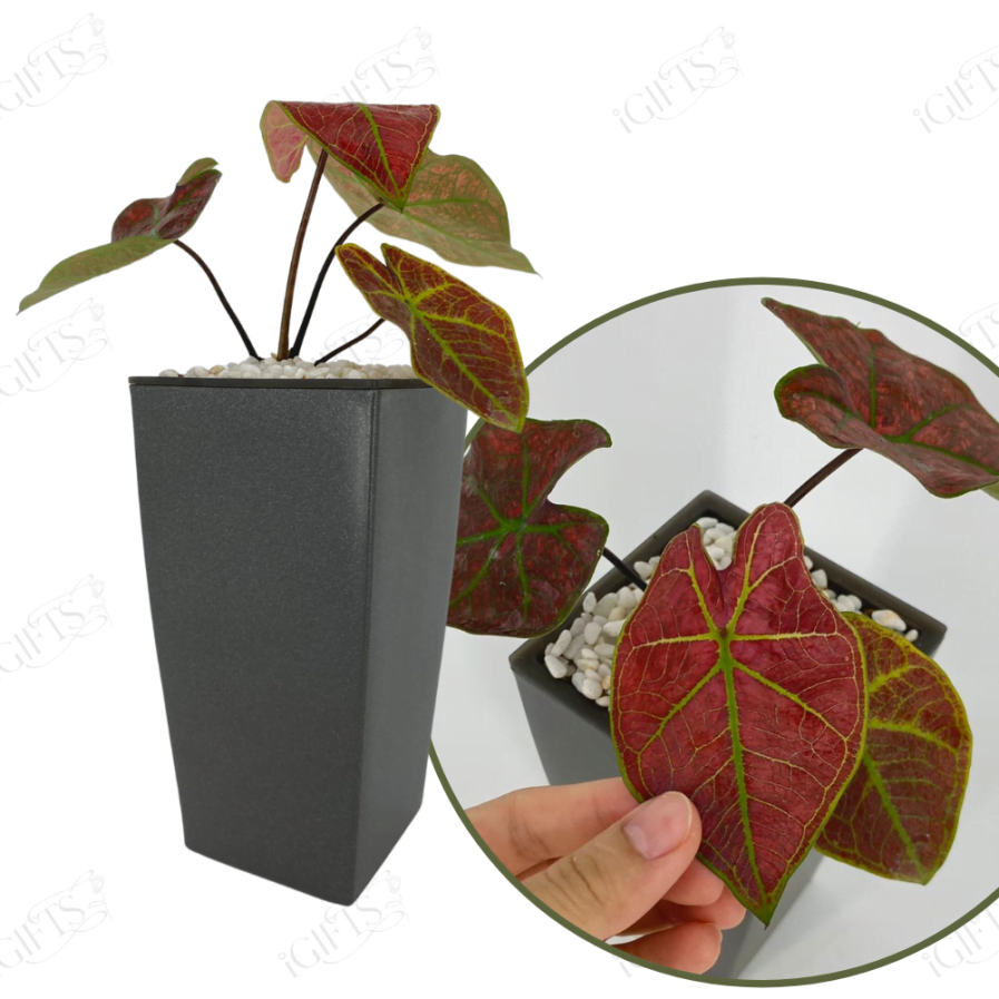 Caladium Red (彩叶芋) with Self watering Pot - Toh Garden : Singapore ...