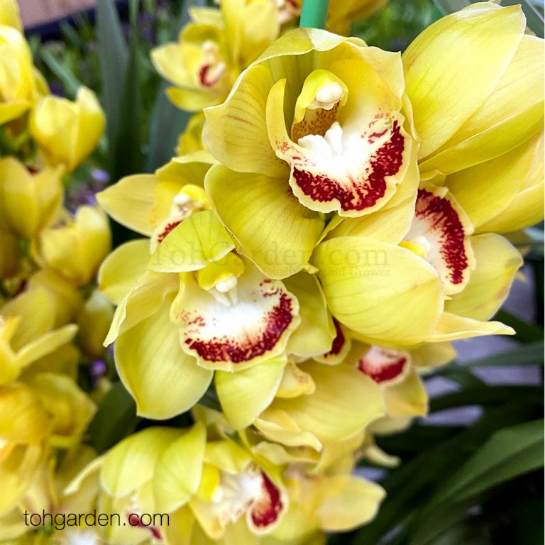 Cymbidium Archives | Toh Garden
