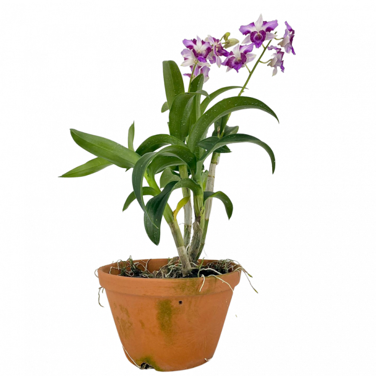 Dendrobium King Dragon (1988) - Toh Garden : Singapore Orchid Plant ...