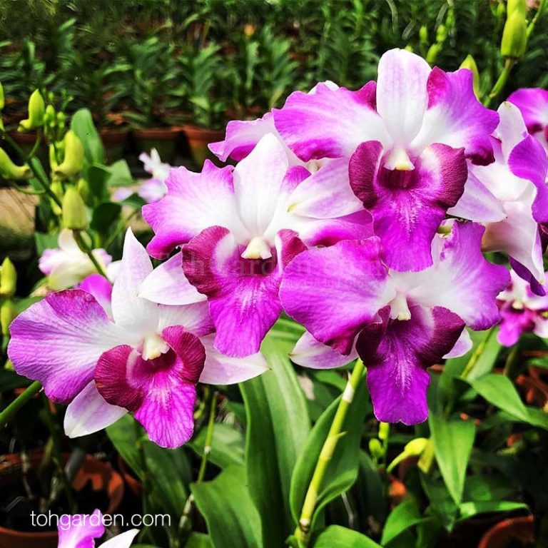 Dendrobium King Dragon (1988) - Toh Garden : Singapore Orchid Plant ...