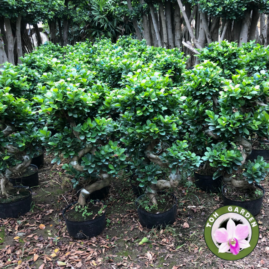 Ficus Trees | Toh Garden