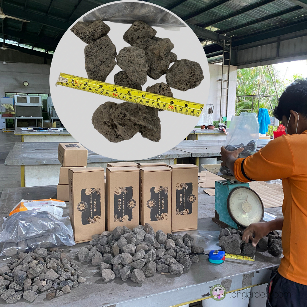 Potting Medium Archives | Toh Garden