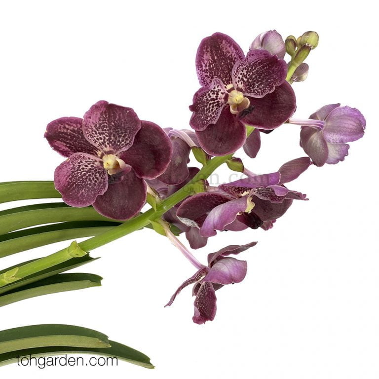 Hanging Vanda Hybrid (Seasonal) - Toh Garden : Singapore Orchid Plant ...