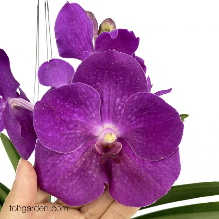Hanging Vanda Purple (Seasonal) - Toh Garden : Singapore Orchid Plant ...