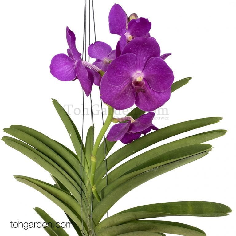 Hanging Vanda Purple (Seasonal) - Toh Garden : Singapore Orchid Plant ...
