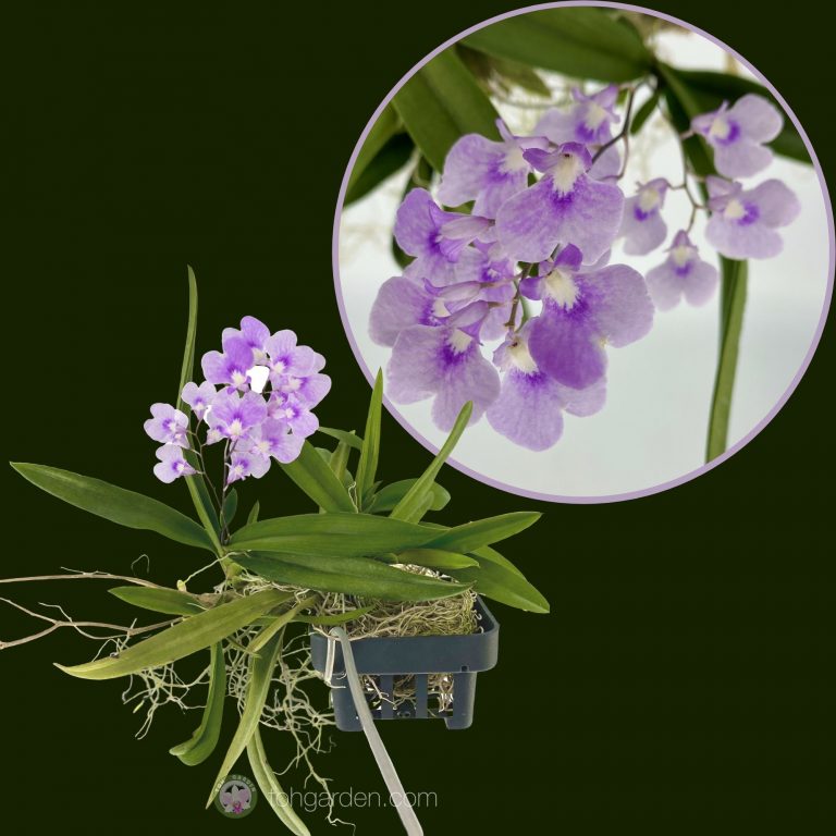 Ionopsis utricularioides Pinkish - Toh Garden : Singapore Orchid Plant ...