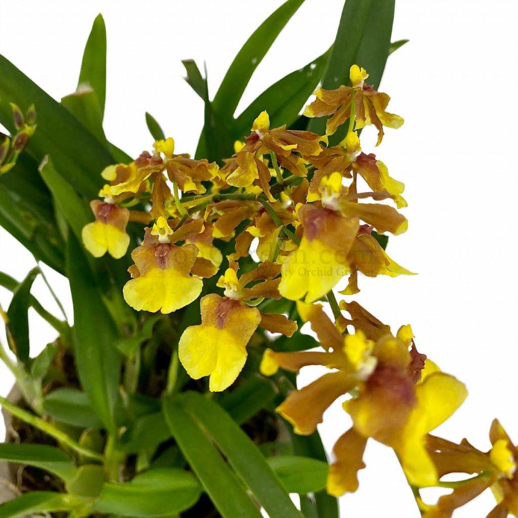 Oncidium Alliance Archives - Toh Garden