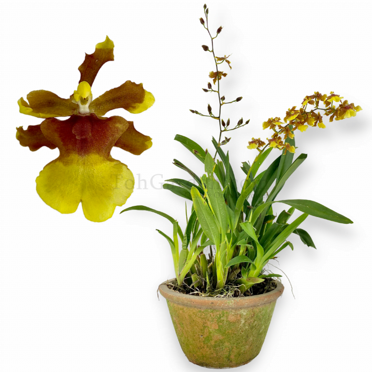 Oncidium Alliance Archives - Toh Garden