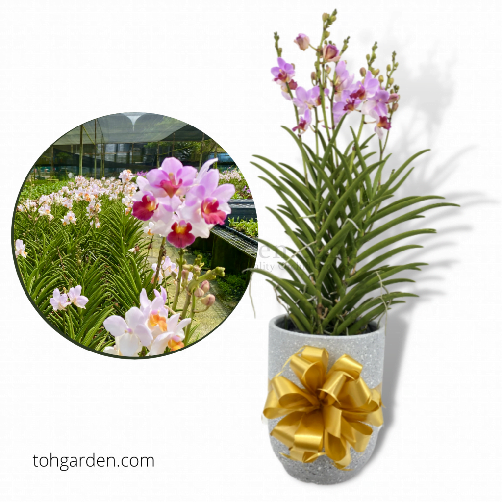 Papilaenopsis Hao Xiang Ni 2 in 1 - Toh Garden : Singapore Orchid Plant ...