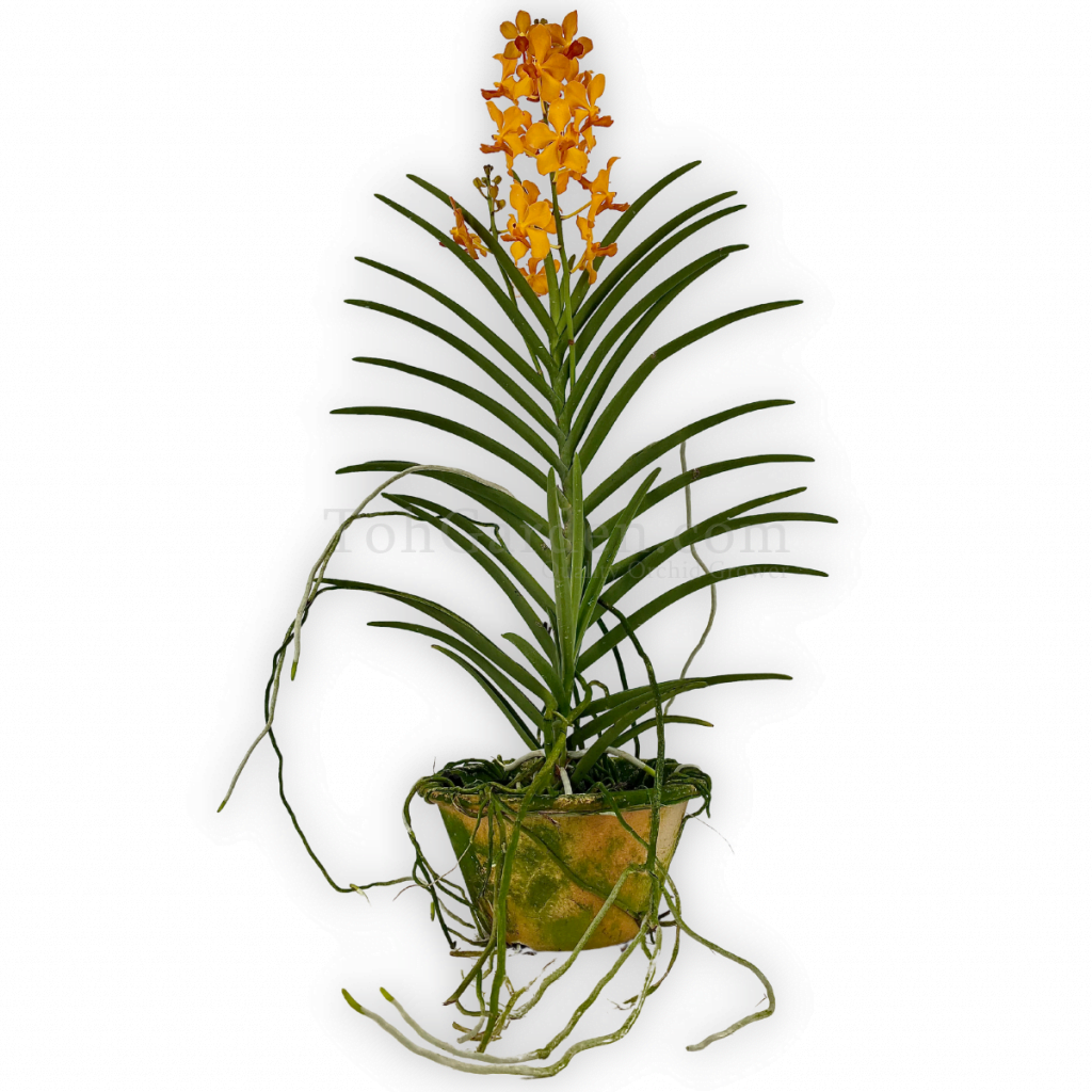 Papilionanda Ambrosian Twinkle (2009) - Toh Garden : Singapore Orchid ...