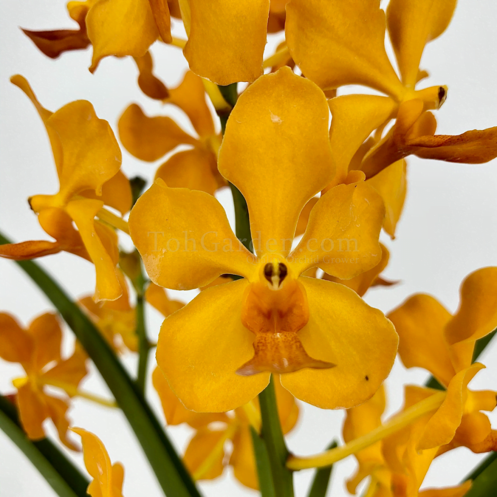 Papilionanda Ambrosian Twinkle (2009) - Toh Garden : Singapore Orchid ...