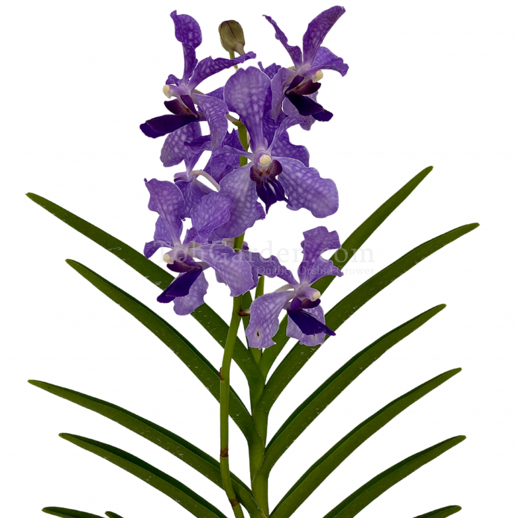 Papilionanda Ernest Chew (2012) - Toh Garden : Singapore Orchid Plant ...