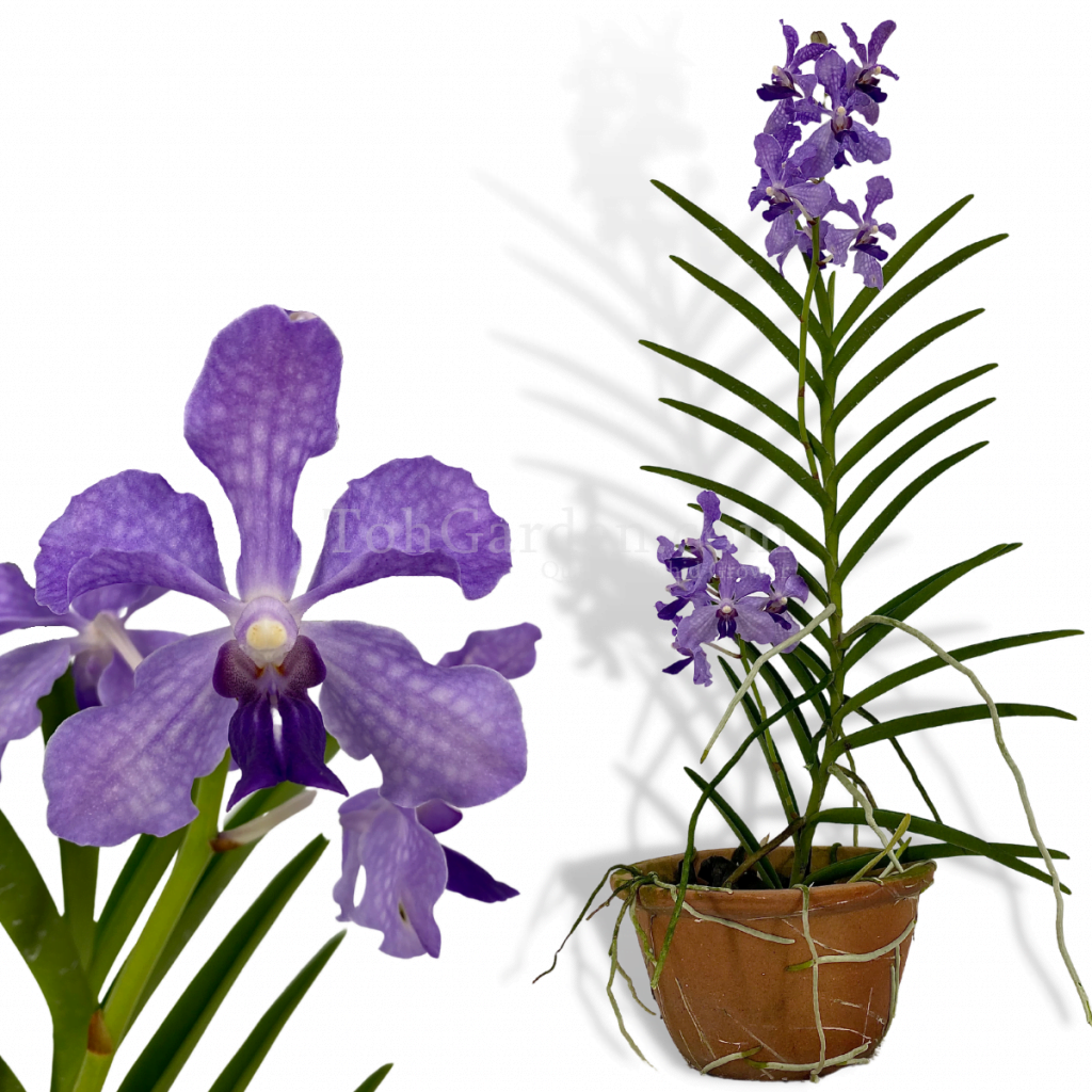 Papilionanda Ernest Chew (2012) - Toh Garden : Singapore Orchid Plant ...