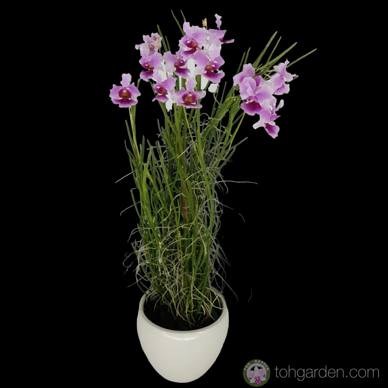 Papilionanthe (Vanda) Miss Joaquim hybrid (5 in 1) | Toh Garden ...