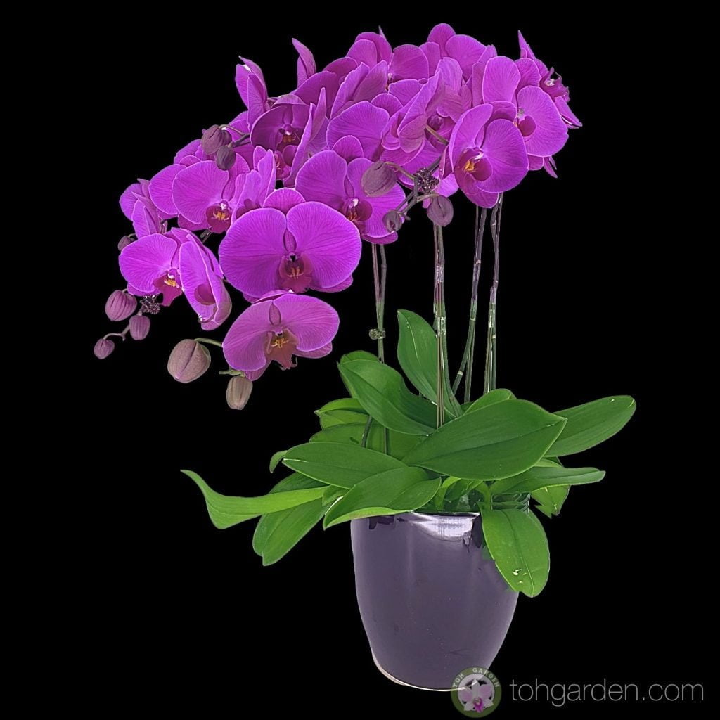 Phalaenopsis Red 4 in 1 - Toh Garden : Singapore Orchid Plant & Flower ...