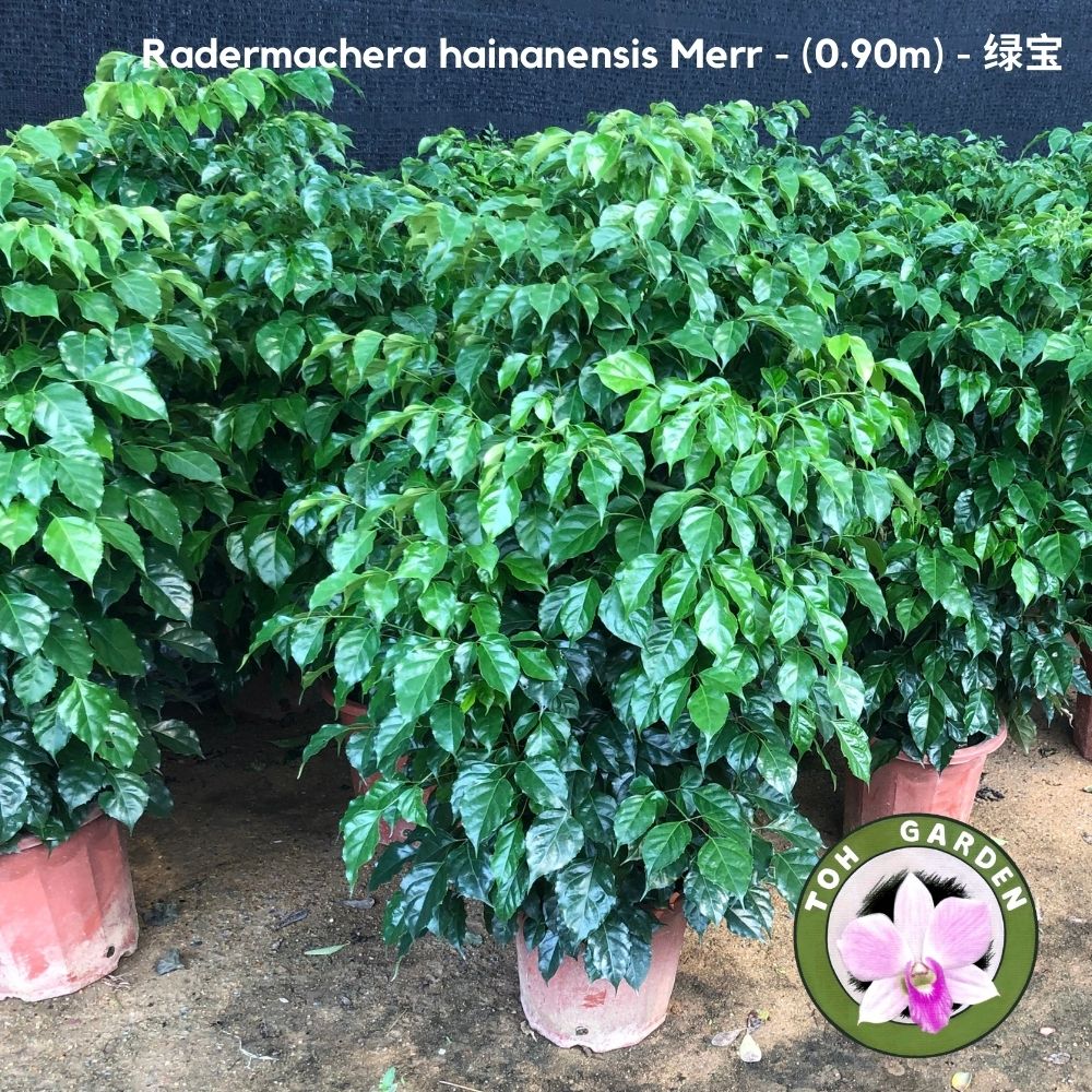 Radermachera Archives - Toh Garden