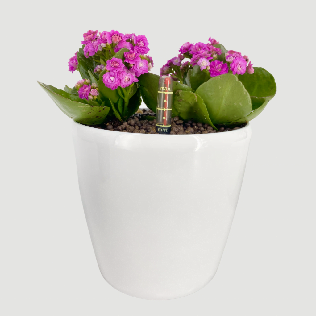 Self Watering Round Pot - Toh Garden : Singapore Orchid Plant & Flower ...