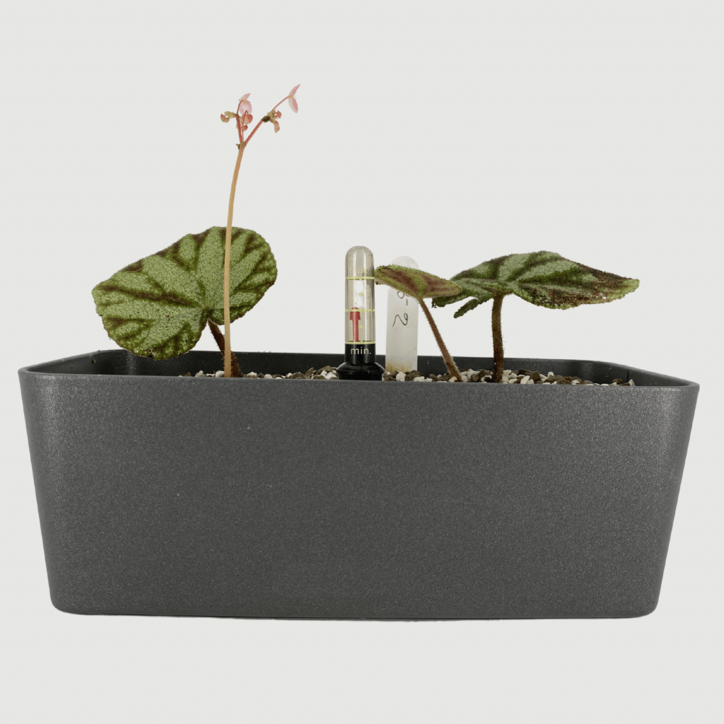 Self Watering Rectangular Pot - Toh Garden : Singapore Orchid Plant ...