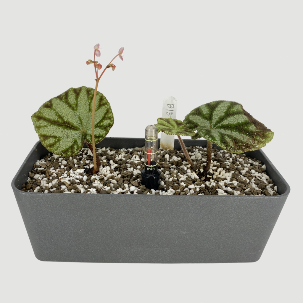 Self Watering Rectangular Pot - Toh Garden : Singapore Orchid Plant ...